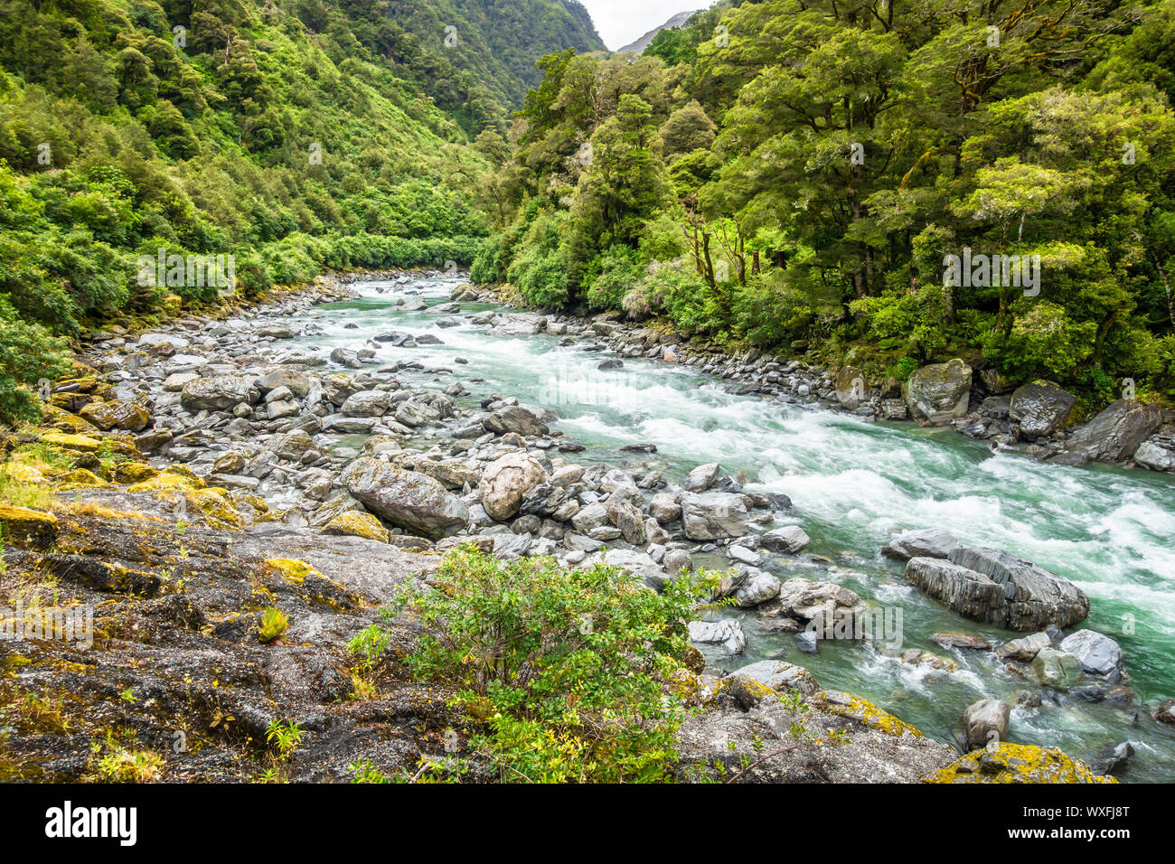 a typical forest with stream in New Zealand Stock Photo - Alamy
