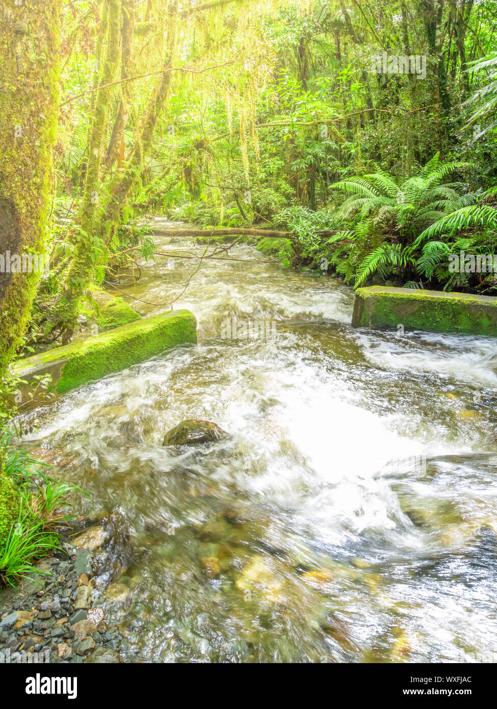 New zealand stream and native plants hi-res stock photography and ...