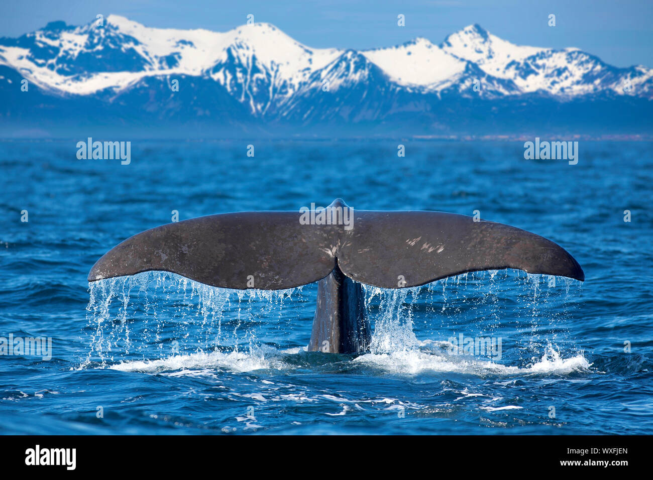 The tail of a Sperm Whale diving Stock Photo - Alamy
