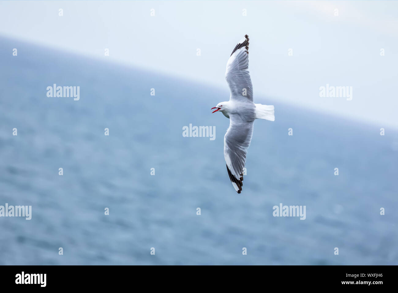 Flying bird over ocean hi-res stock photography and images - Alamy