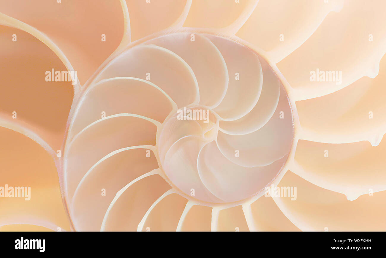 Beautiful nautilus seashell structure in a great composition that ...