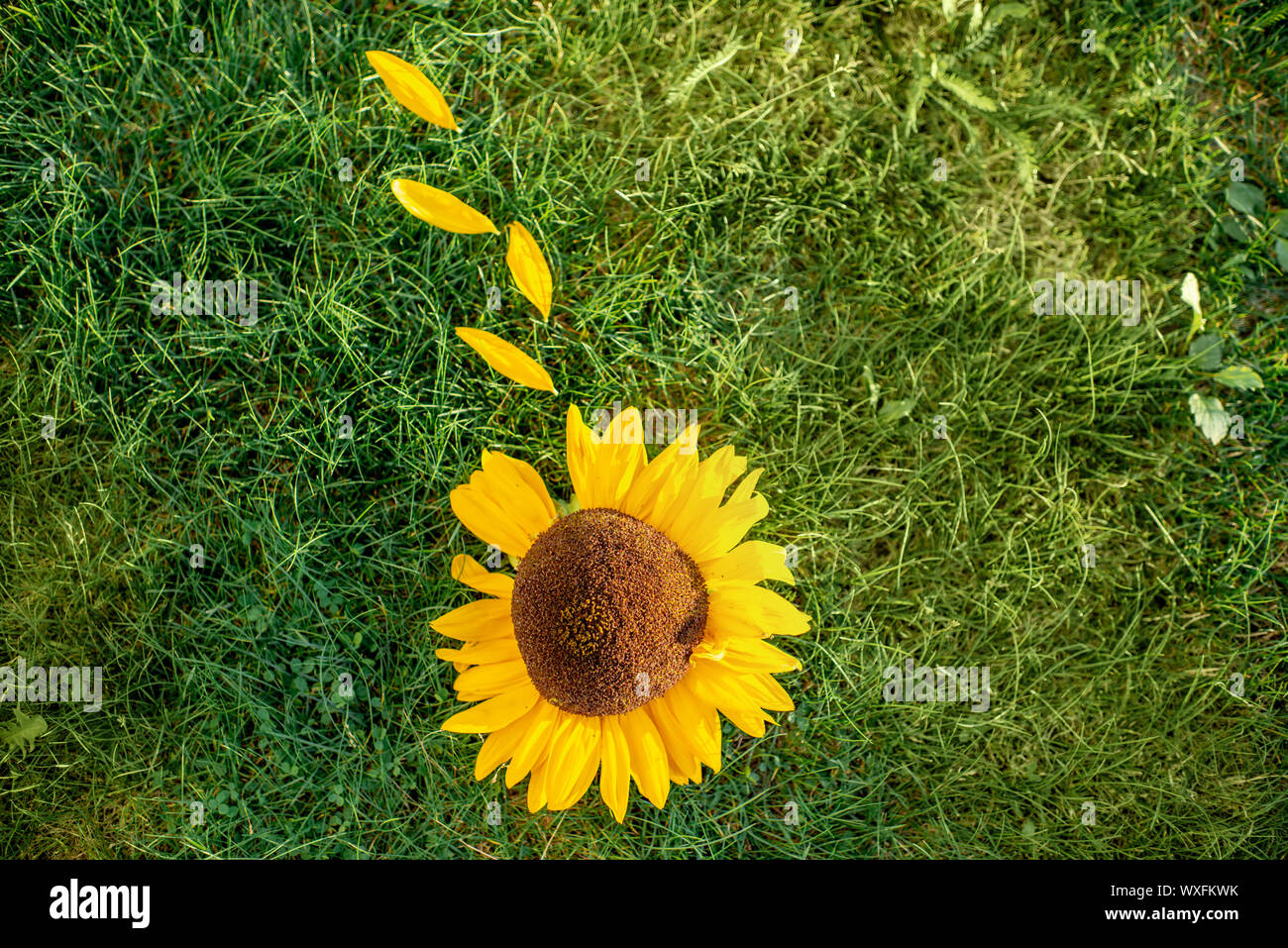 Sunflowers and grass hi-res stock photography and images - Alamy