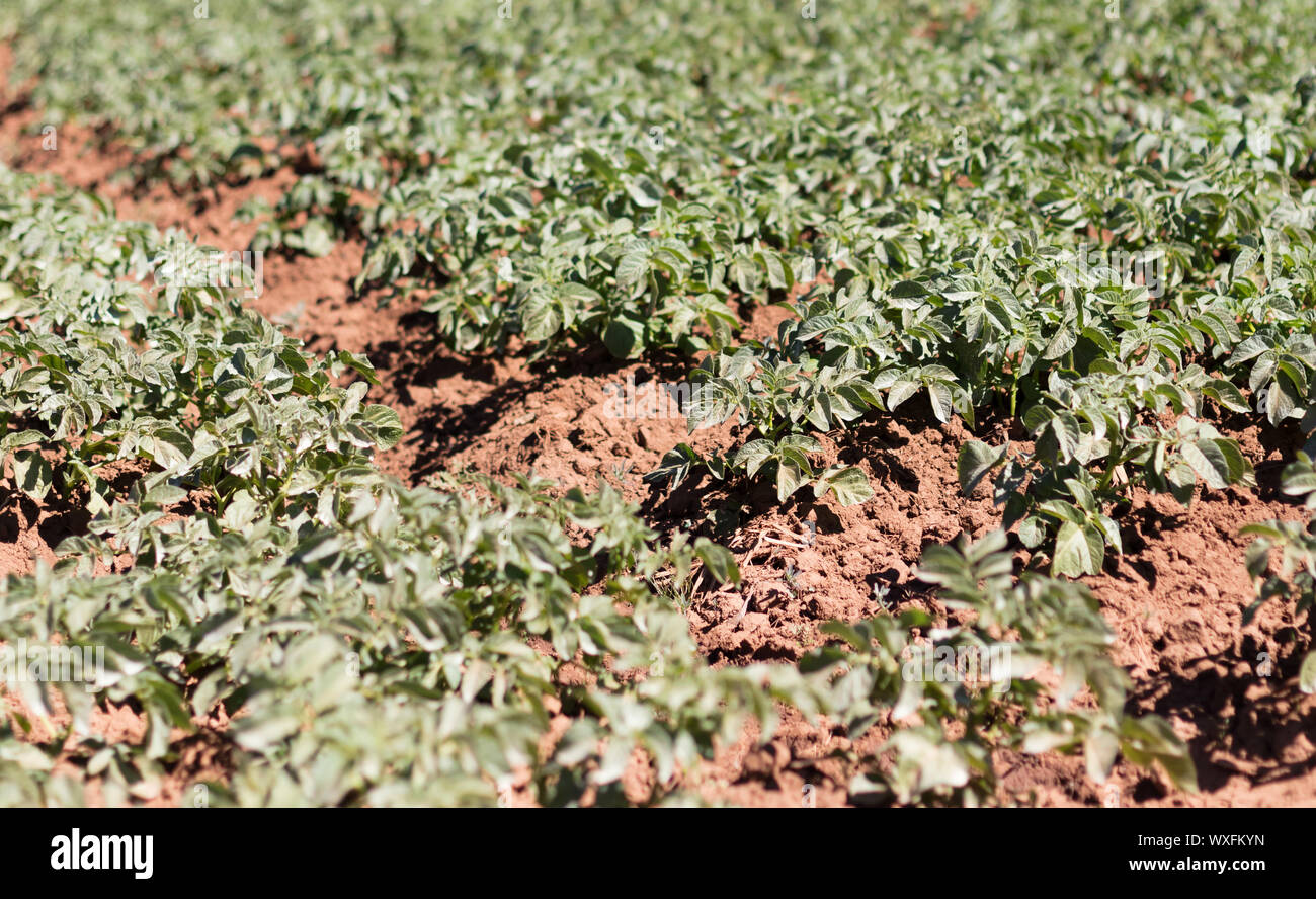 Agricultural fields in Madagascar, food for the local people Stock ...
