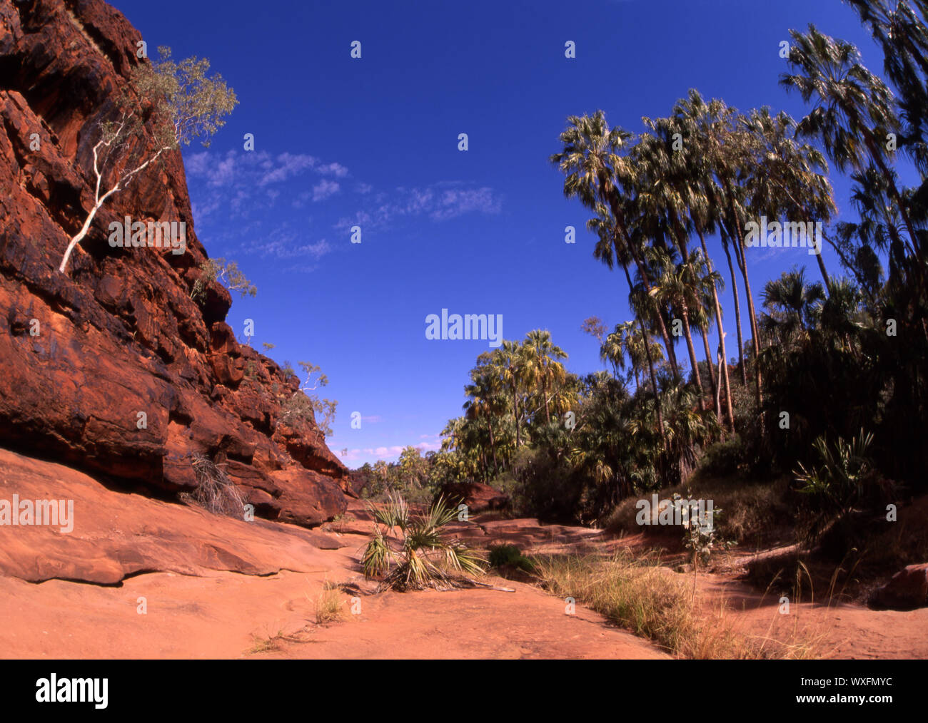 PALM TREES (LIVISTONA) AND CLIFFS, PALM VALLEY, NORTHERN TERRITORY ...
