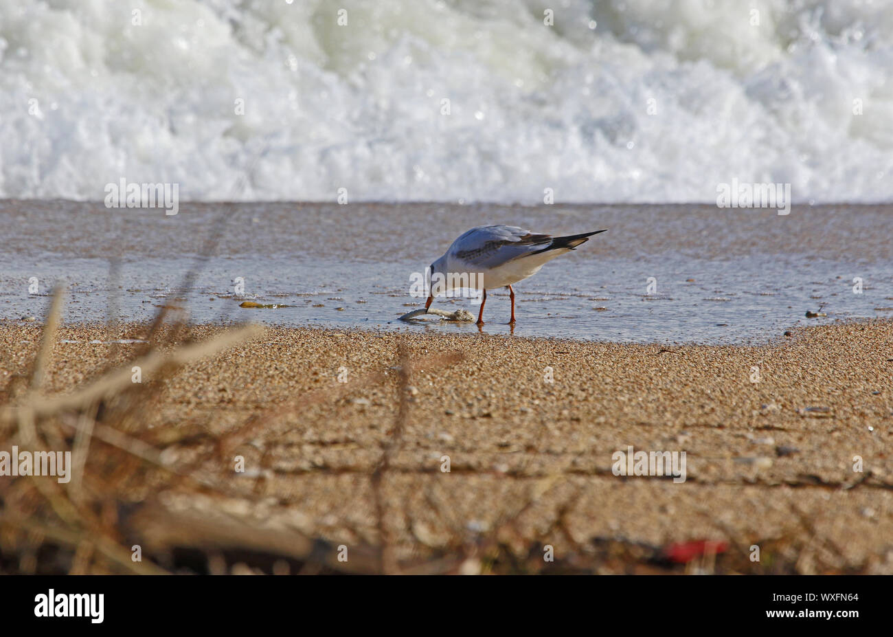 Mediterranean gull or black-headed gull Latin name larus melanocephalus ...