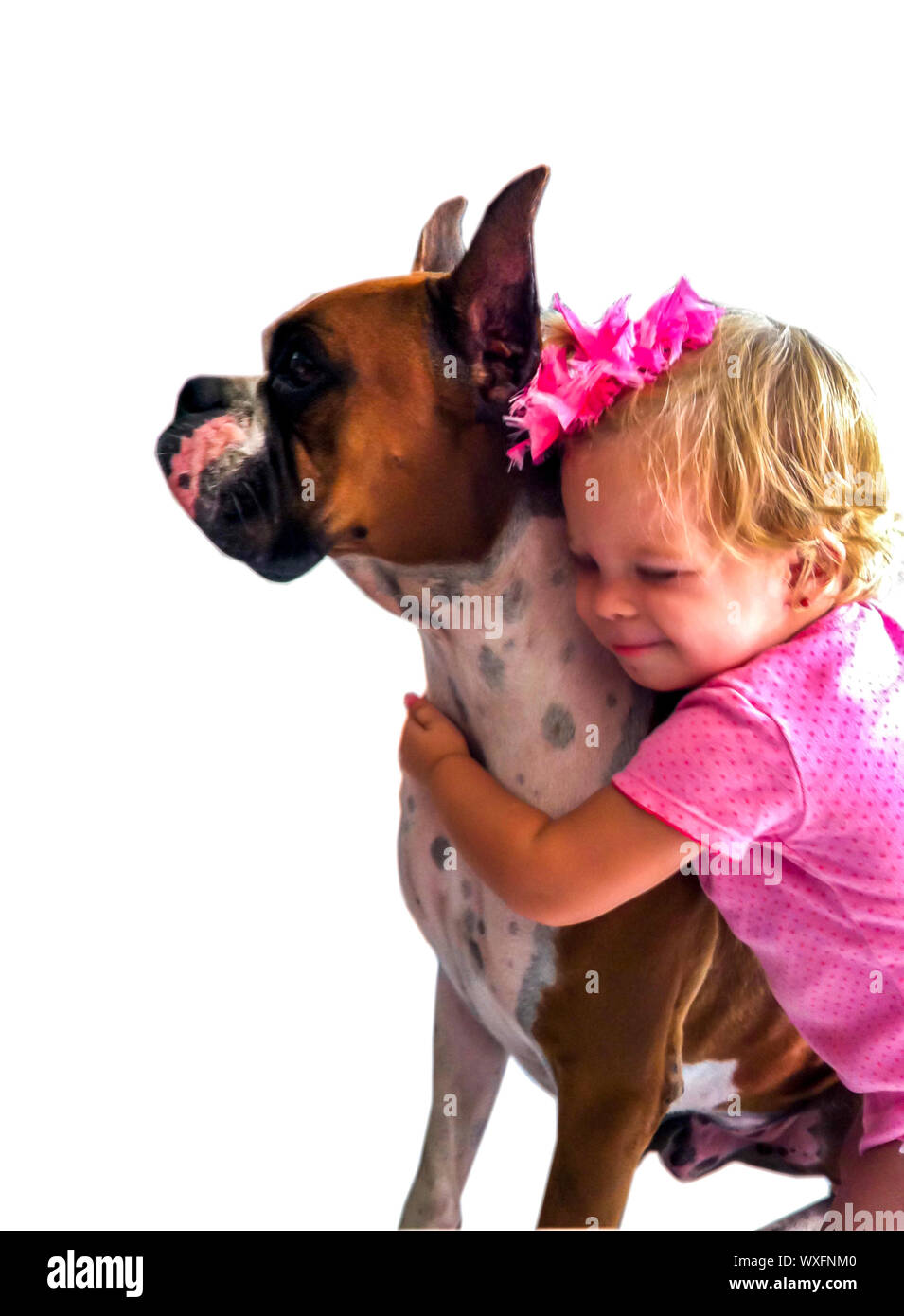 Cute Baby showing affection for her loving Boxer breed dog Stock Photo ...