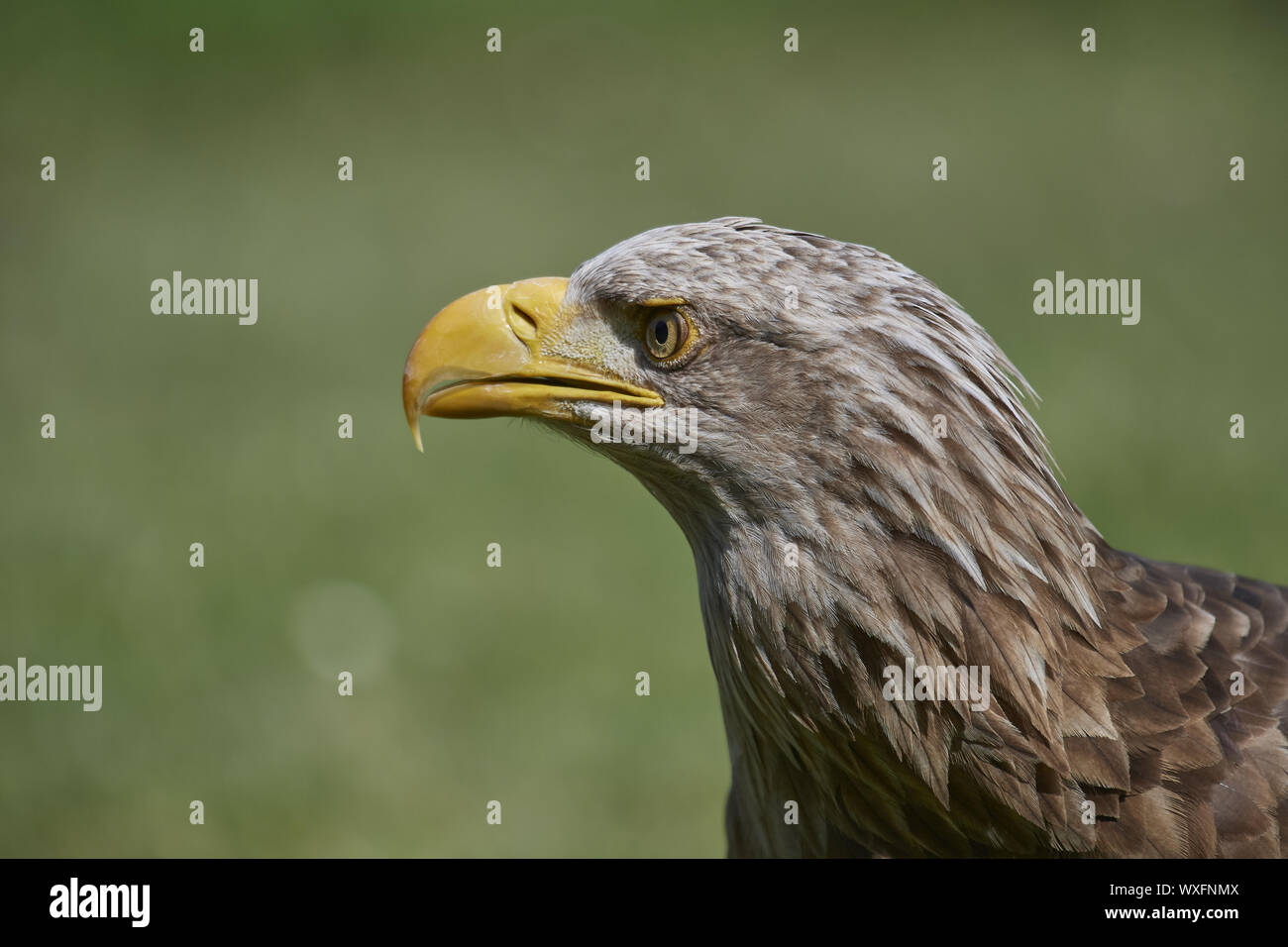 Sea eagles hi-res stock photography and images - Alamy