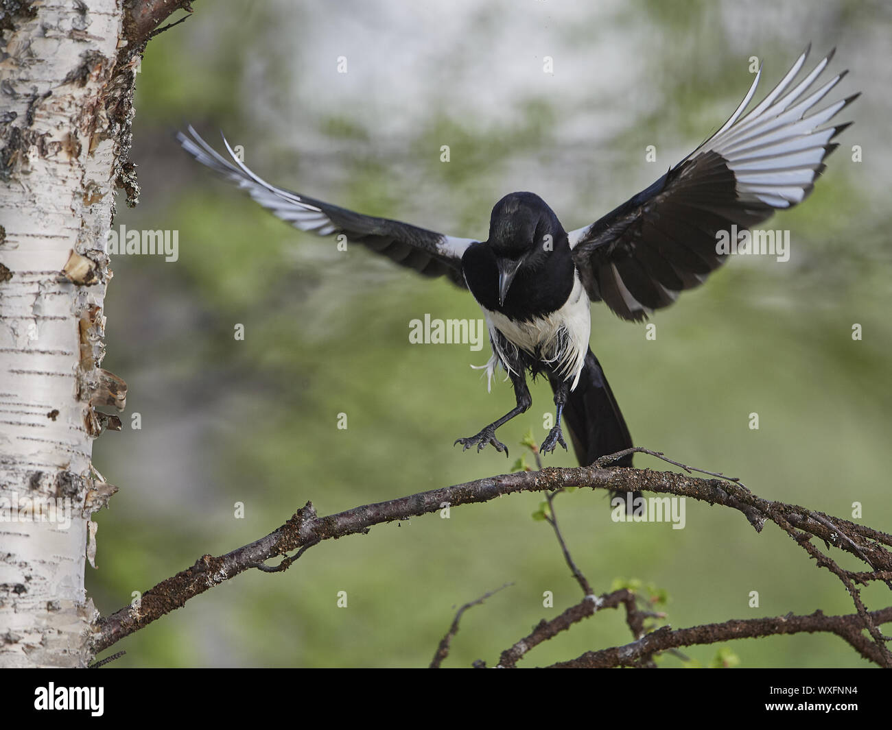 Wildlife colours hi-res stock photography and images - Alamy