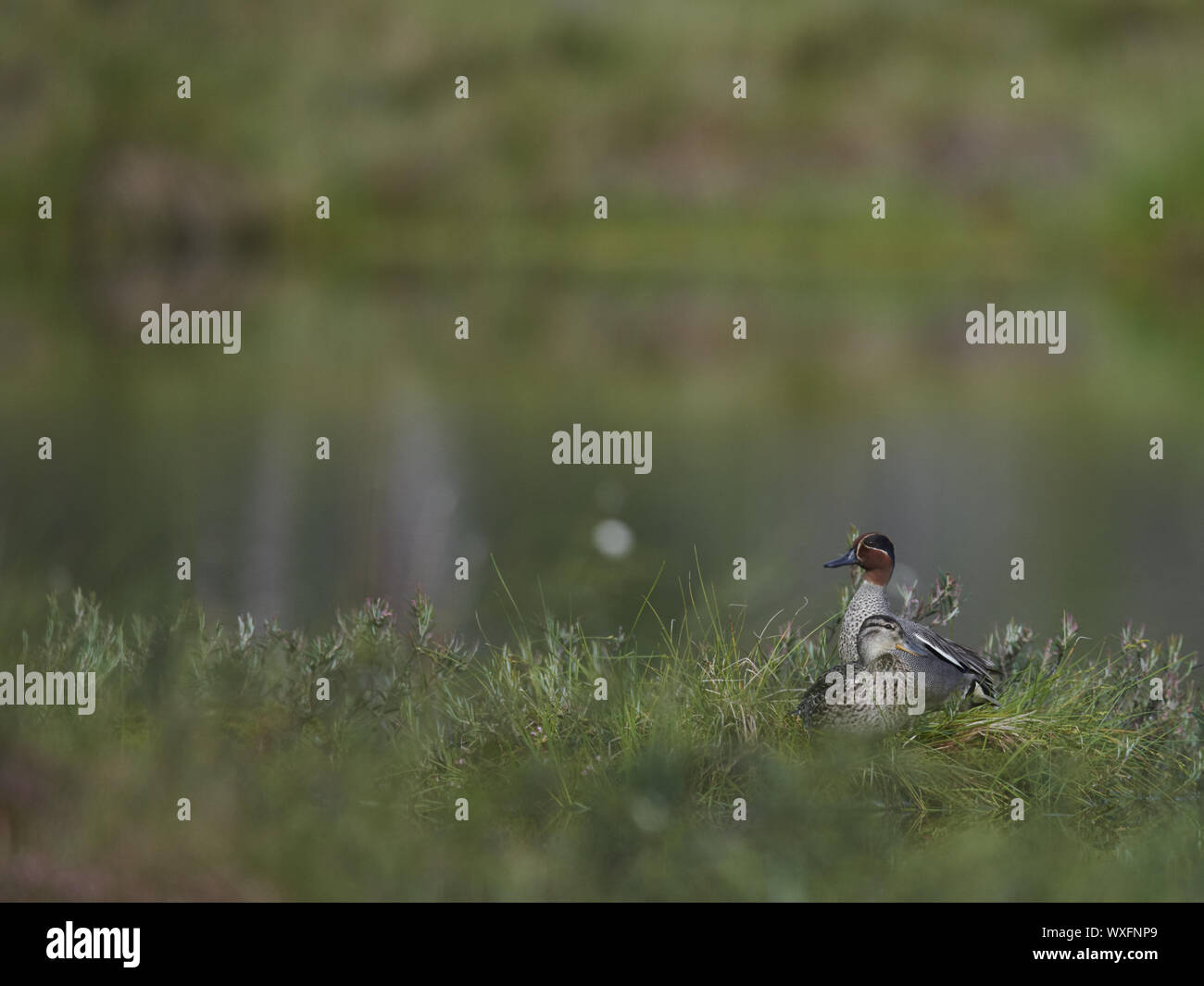 Eurasian animal hi-res stock photography and images - Alamy