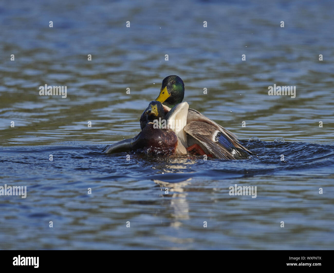 European wild duck hi-res stock photography and images - Alamy