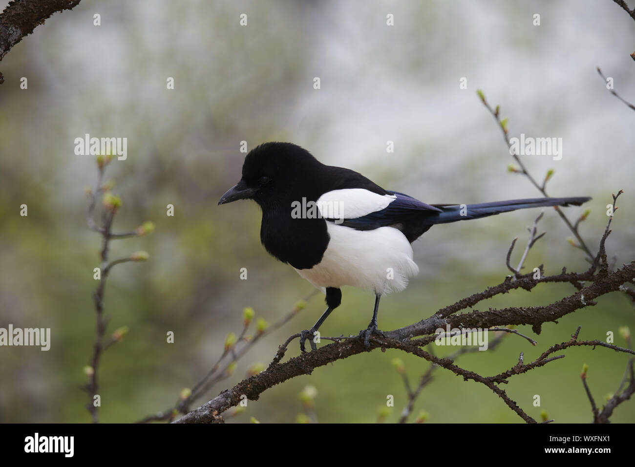 Magpie germany hi-res stock photography and images - Alamy
