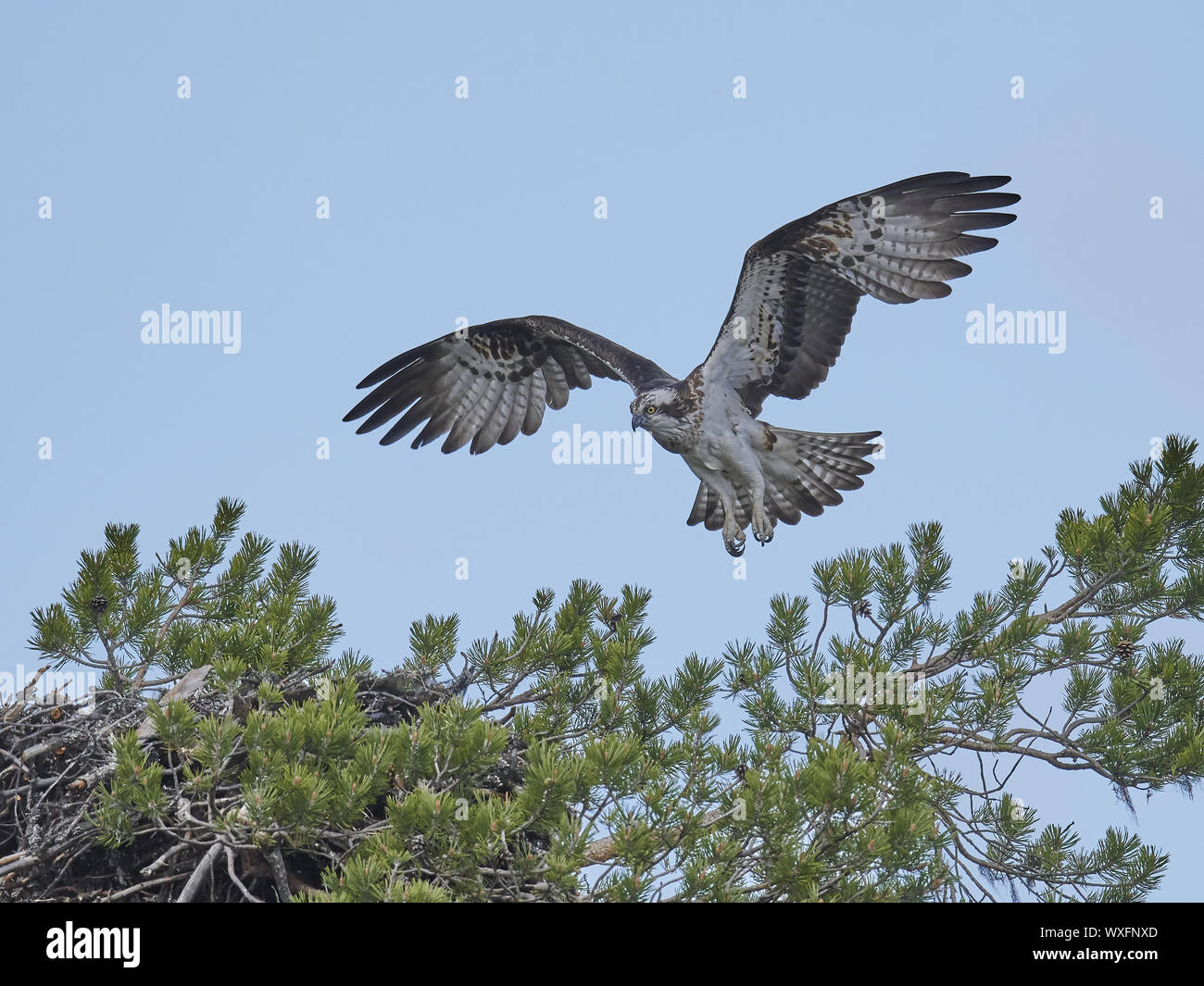 American osprey hi-res stock photography and images - Alamy