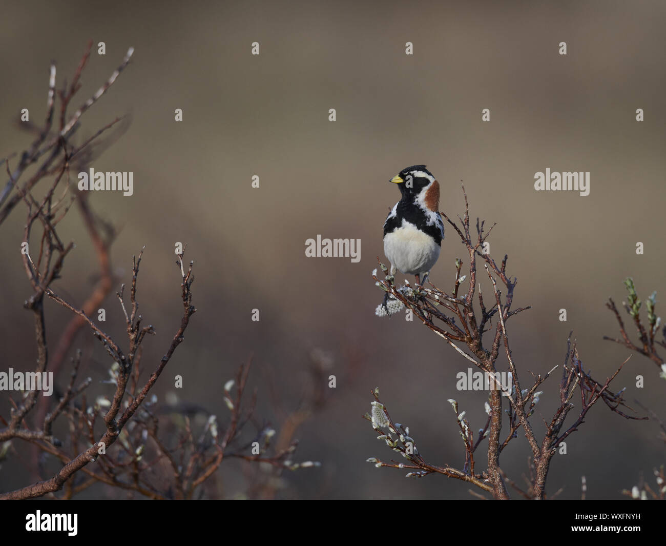 Lapland bird hi-res stock photography and images - Alamy