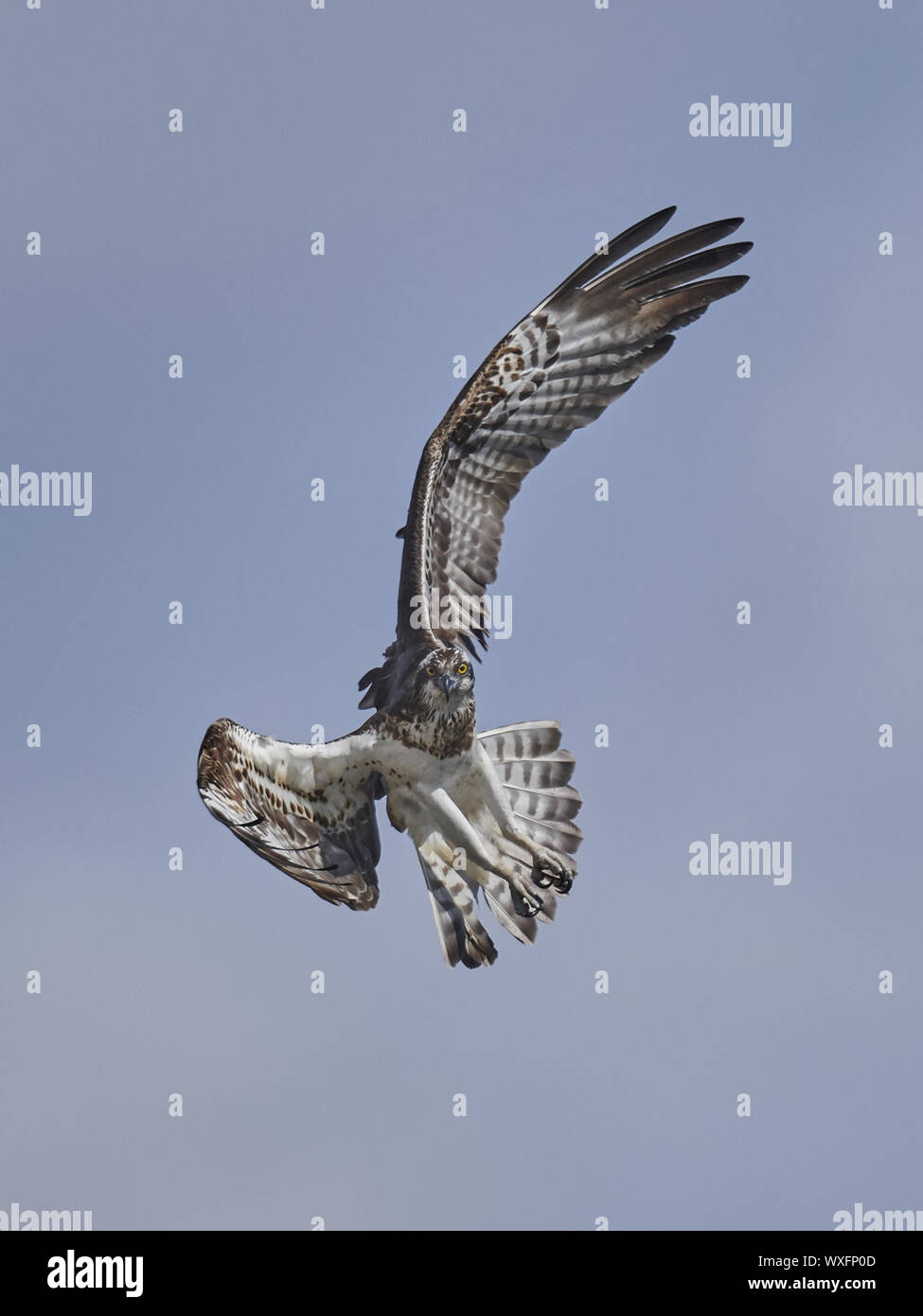 Osprey nest site hi-res stock photography and images - Alamy