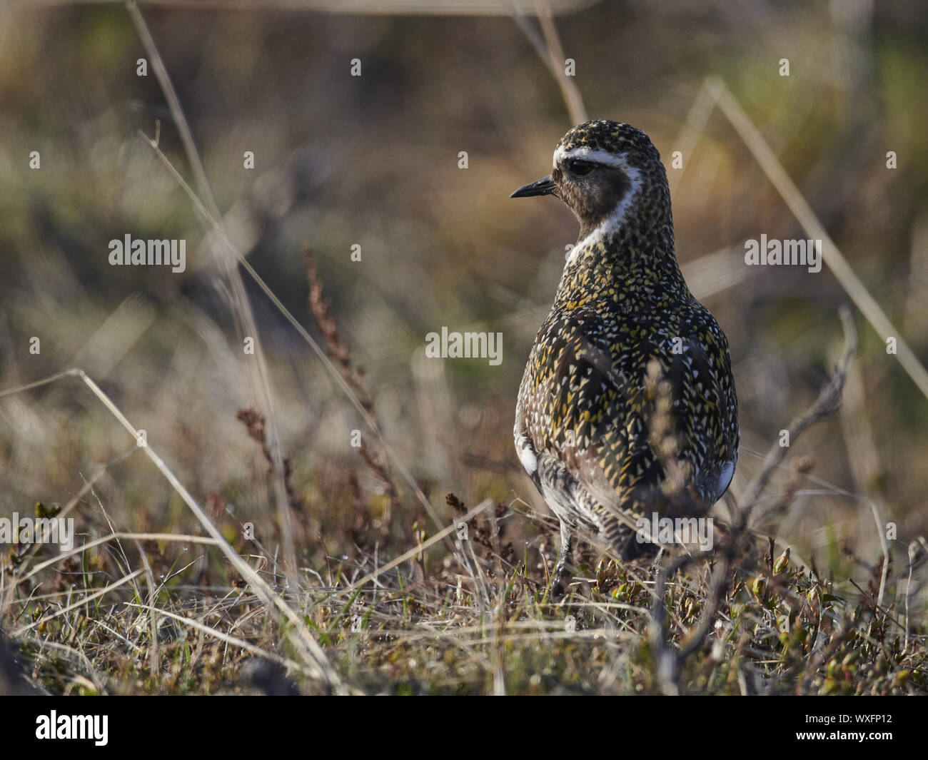 Eurasian golden plovers hi-res stock photography and images - Alamy