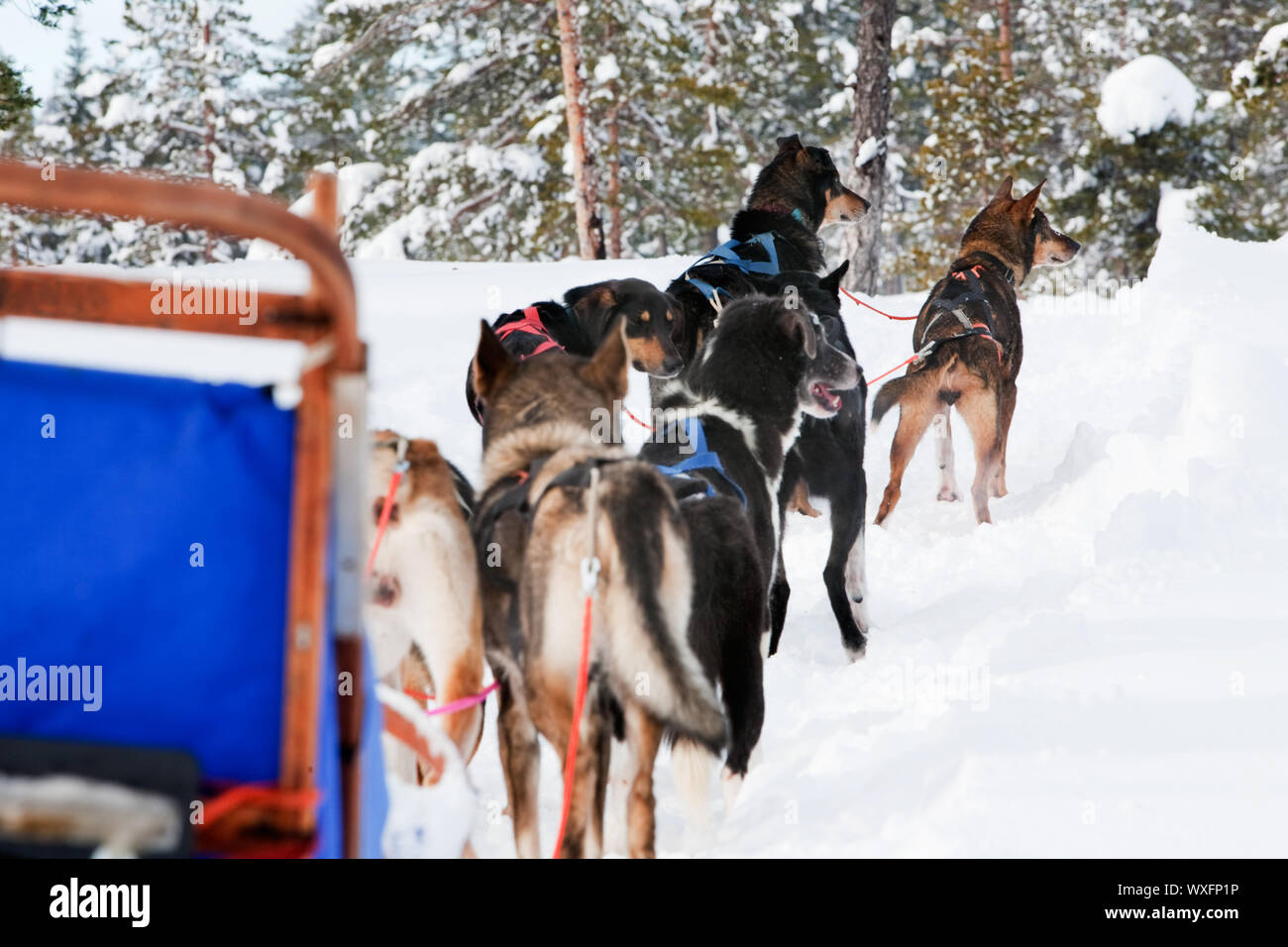 Dog sled team hi-res stock photography and images - Alamy