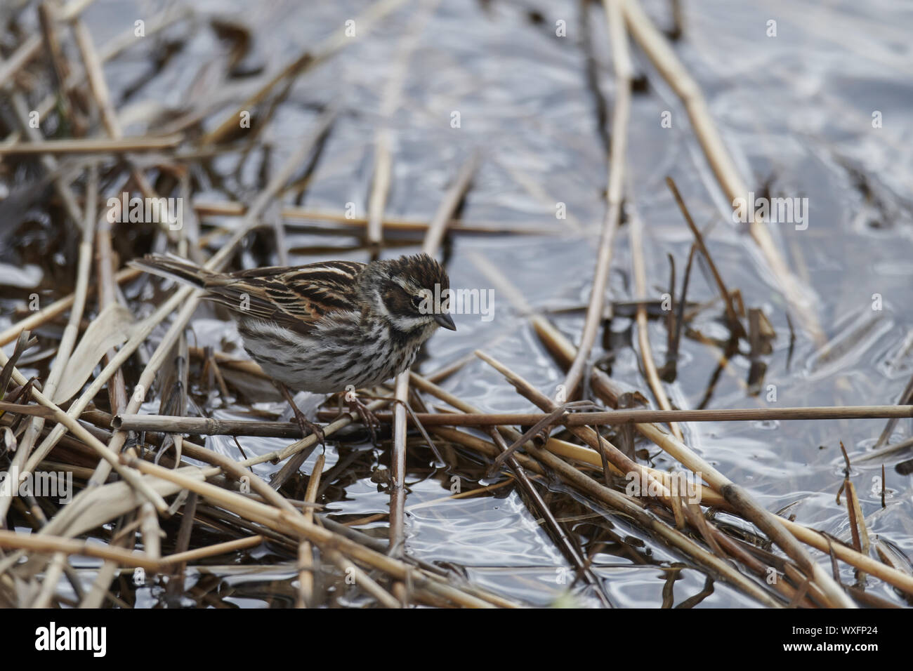 Bunting bird songbird buntings hi-res stock photography and images - Alamy
