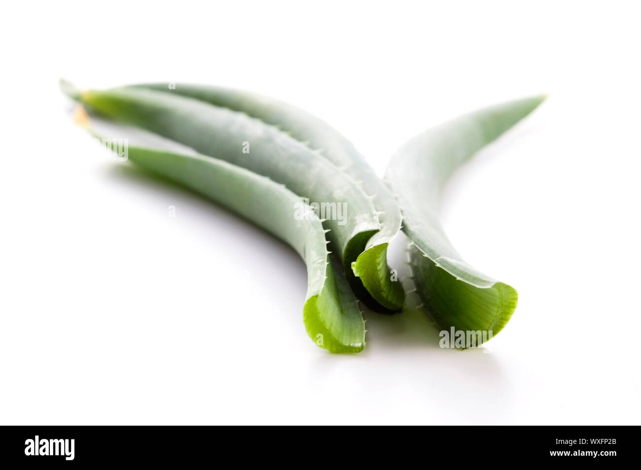 Aloe vera - herbal medicine Stock Photo - Alamy