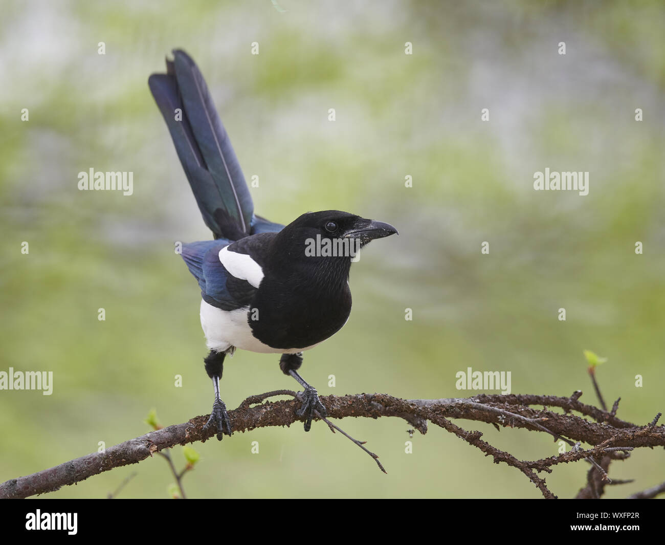 Nice beautiful picture nature hi-res stock photography and images - Alamy