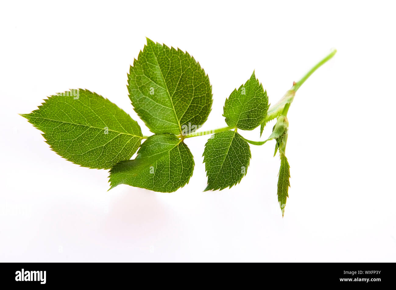 White rose with green leaf Cut Out Stock Images & Pictures - Alamy