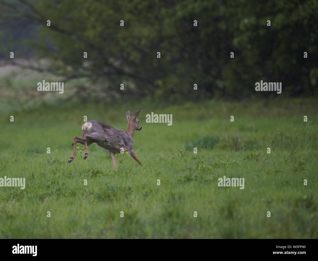 Roe deer european hi-res stock photography and images - Alamy