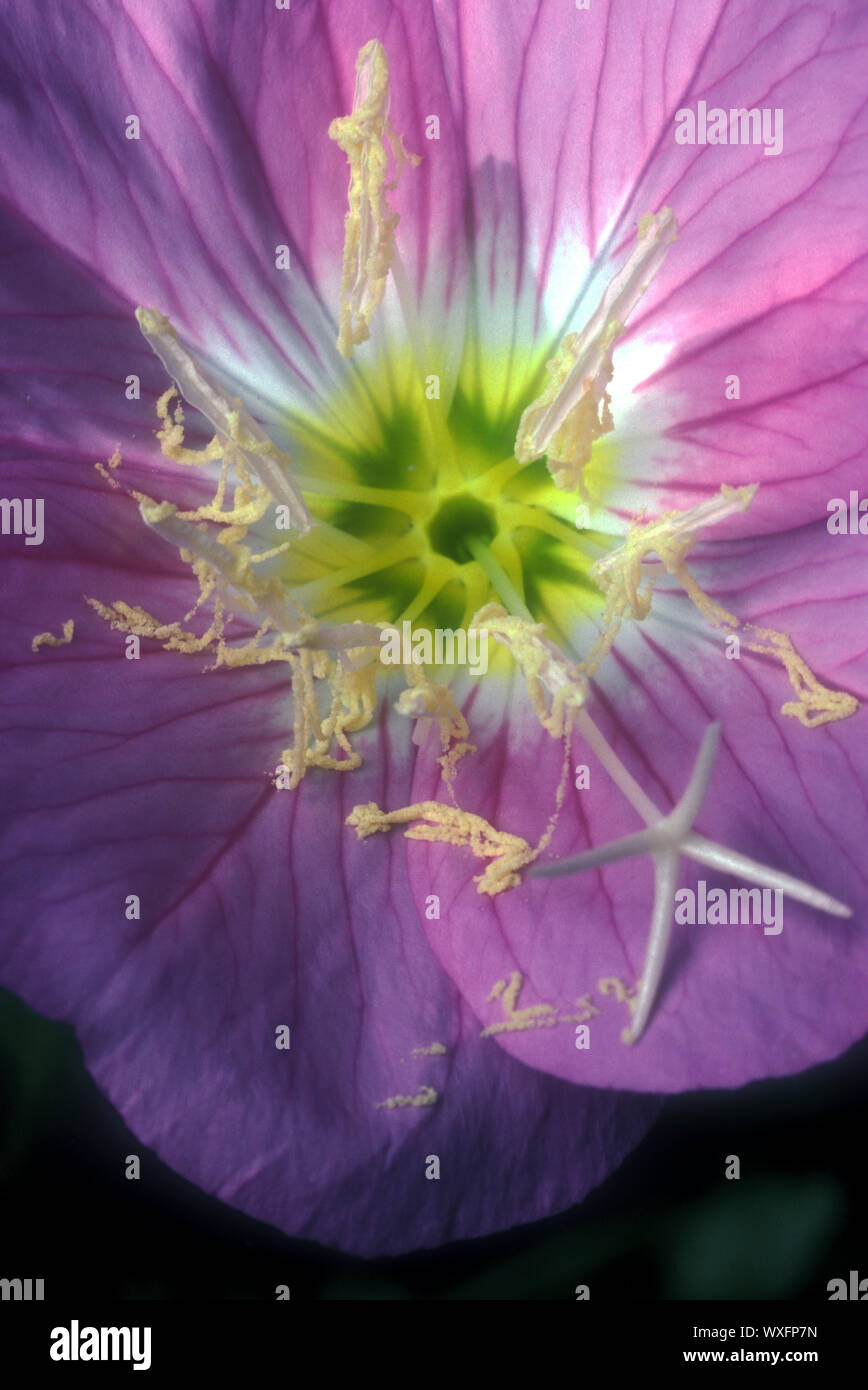 CLOSE-UP OF A SHOWY PRIMROSE (OENOTHERA SPECIOSA) FLOWER, TEXAS Stock ...