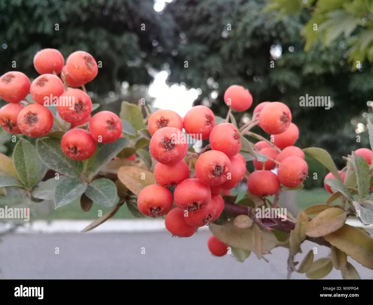 Love your shrubs hi-res stock photography and images - Alamy