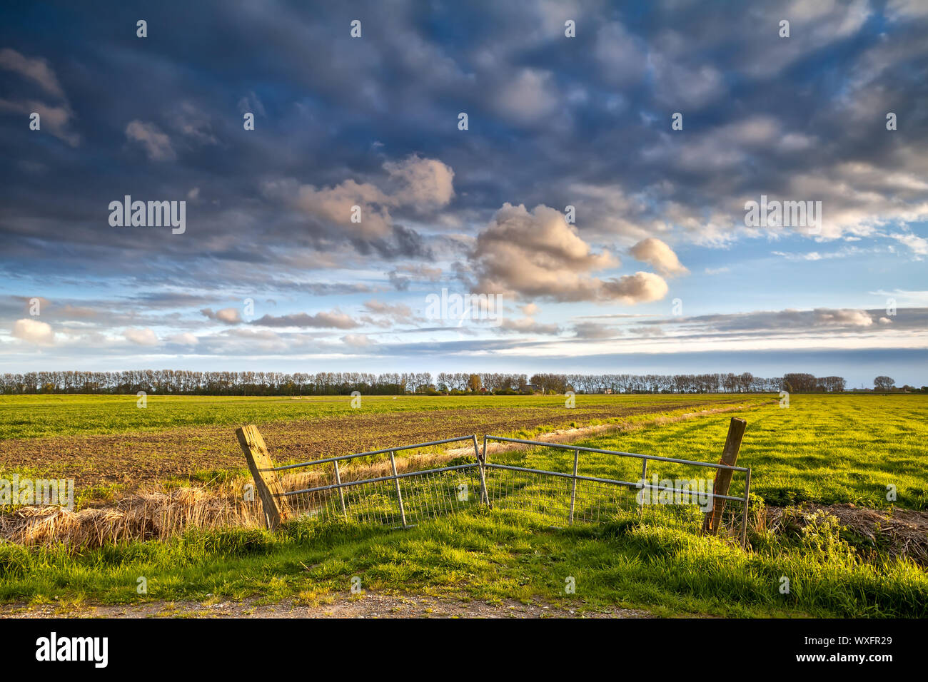 fence on beautiful Dutch farmland before sunset, Groningen, Netherlands ...