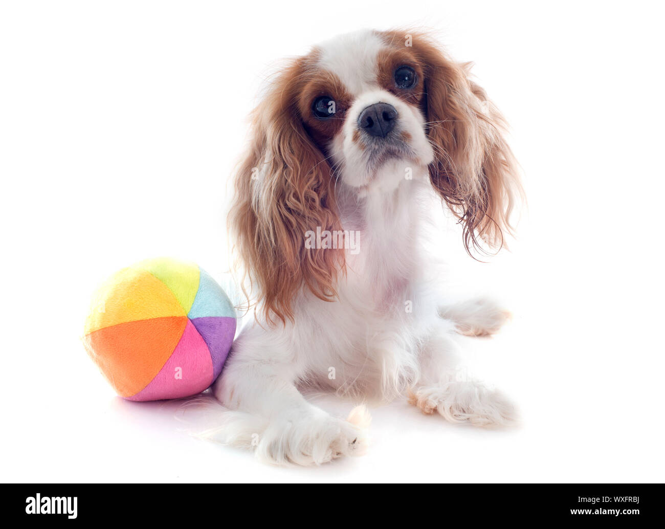 young blenheim cavalier king charles in front of white background Stock ...