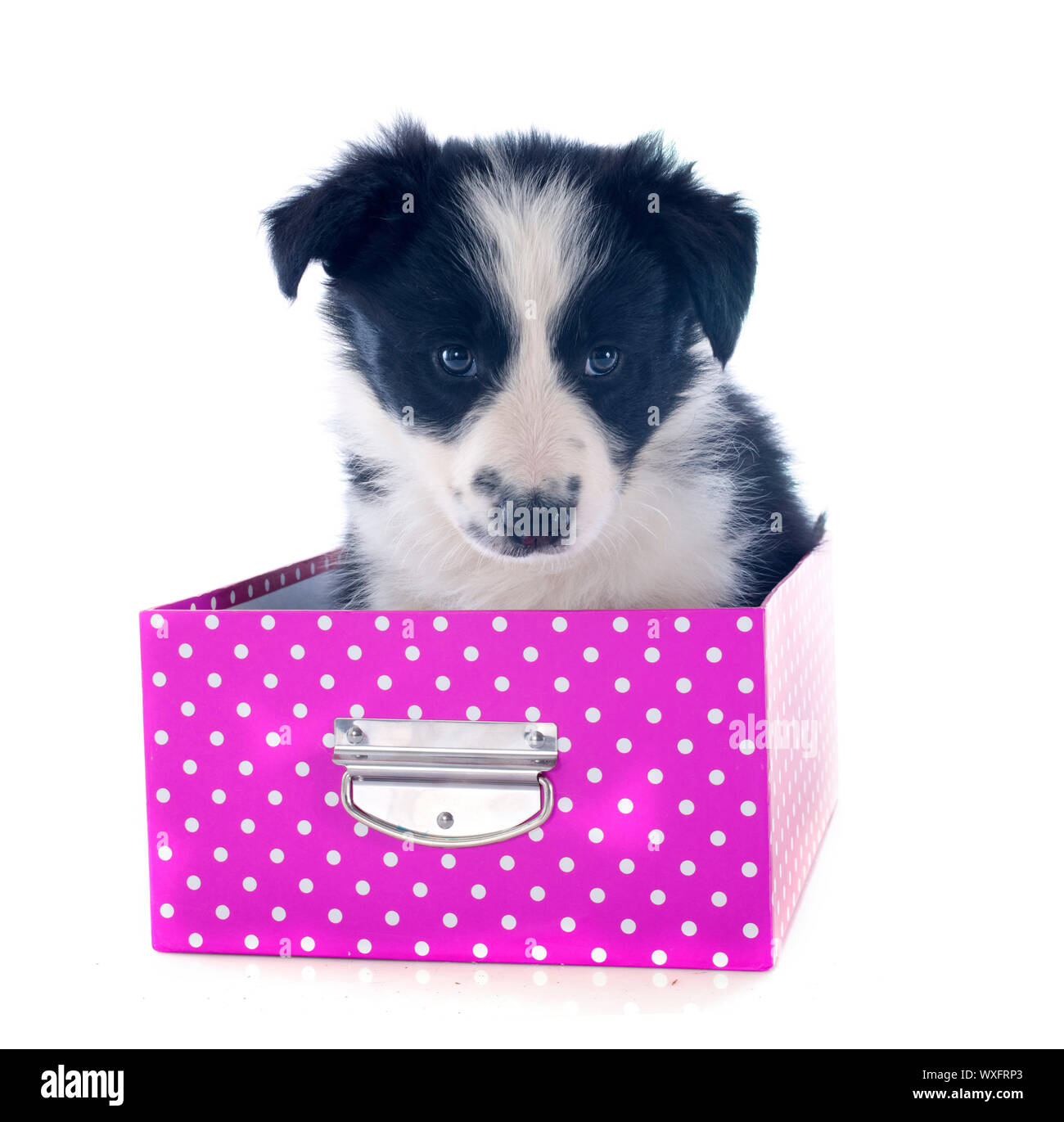 portrait of puppy border collie in a box in front of white background ...