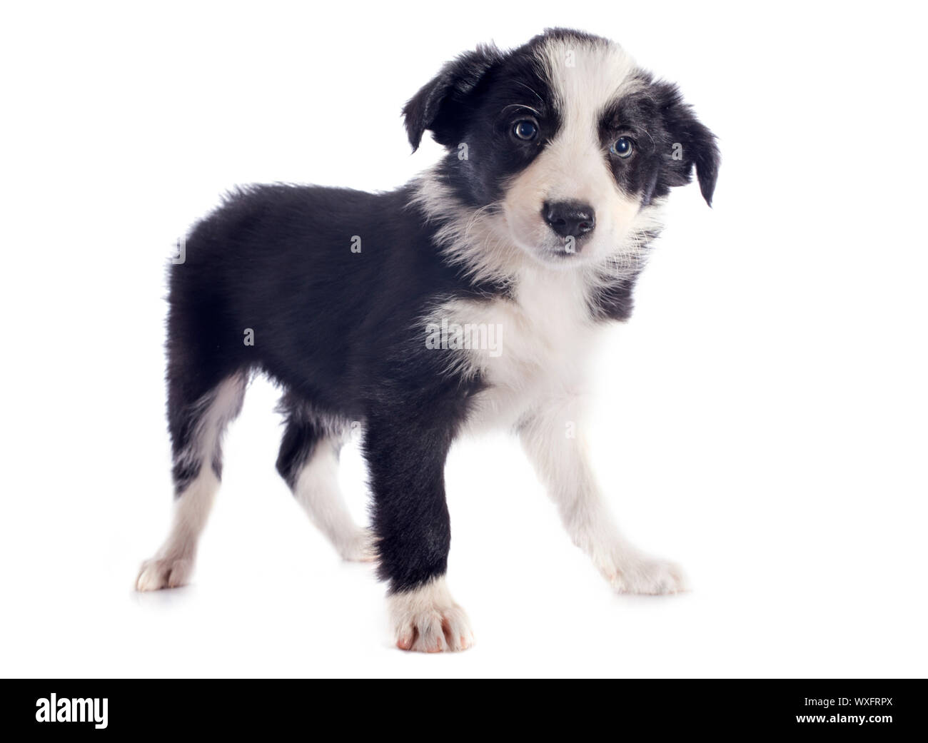 portrait of puppy border collie in front of white background Stock ...