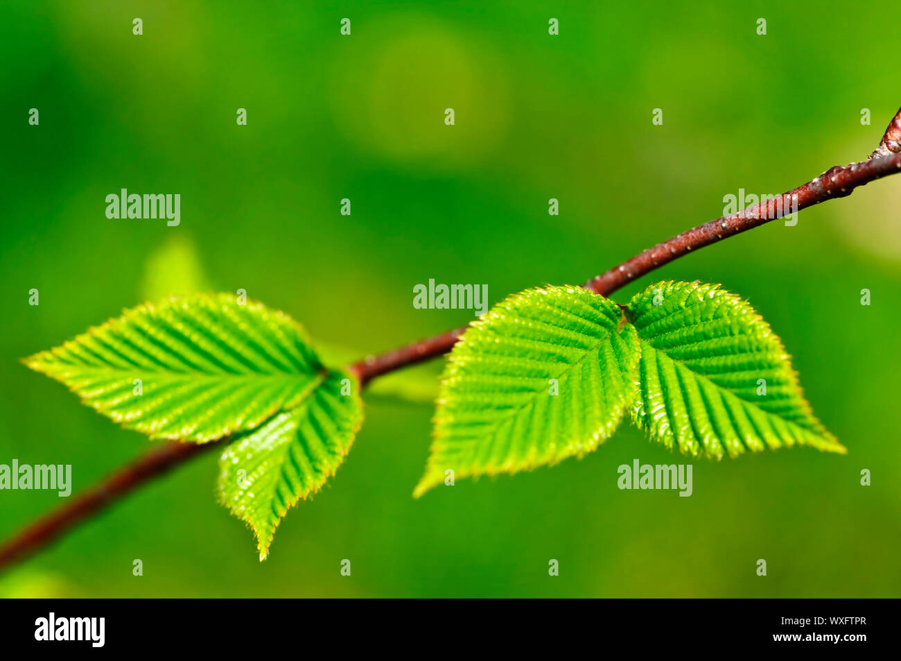 Green spring leaves budding new life in clean environment Stock Photo ...