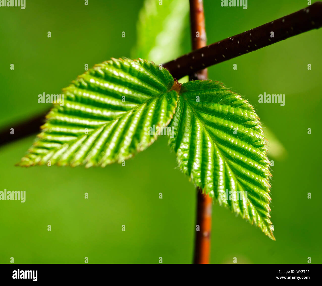 Green spring leaves budding new life in clean environment Stock Photo ...
