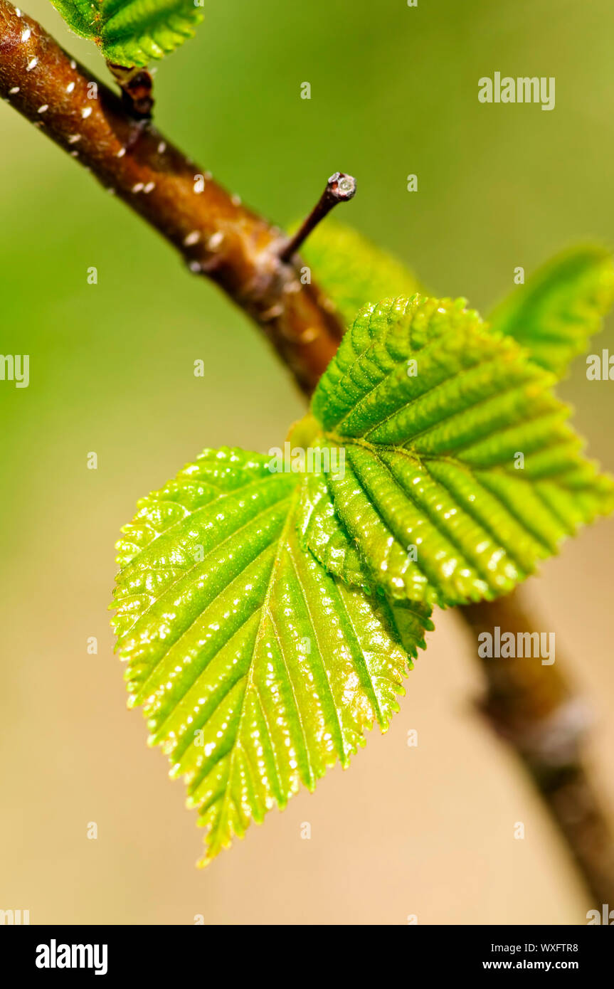 Green spring leaves budding new life in clean environment Stock Photo ...