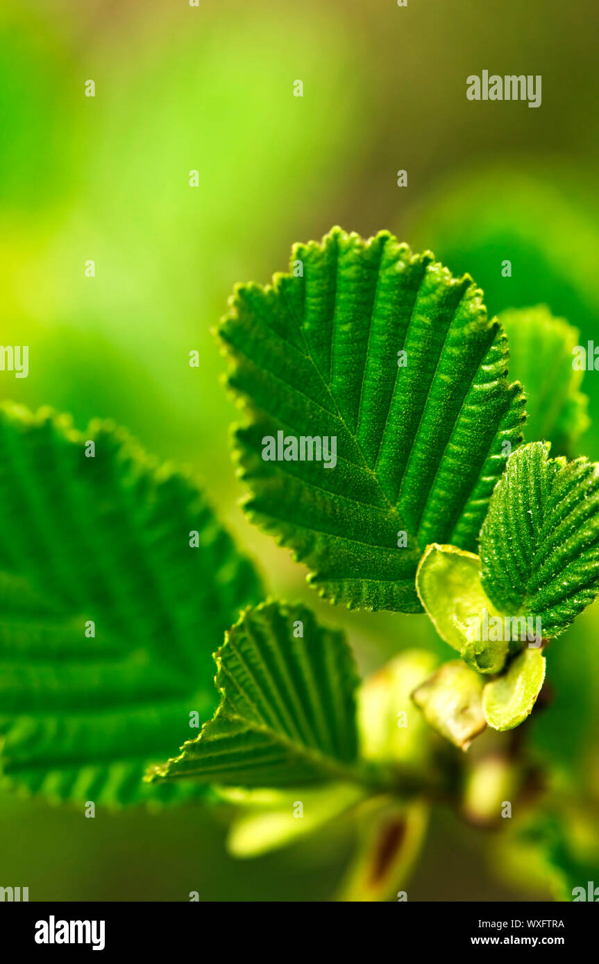 Green spring leaves budding new life in clean environment Stock Photo ...