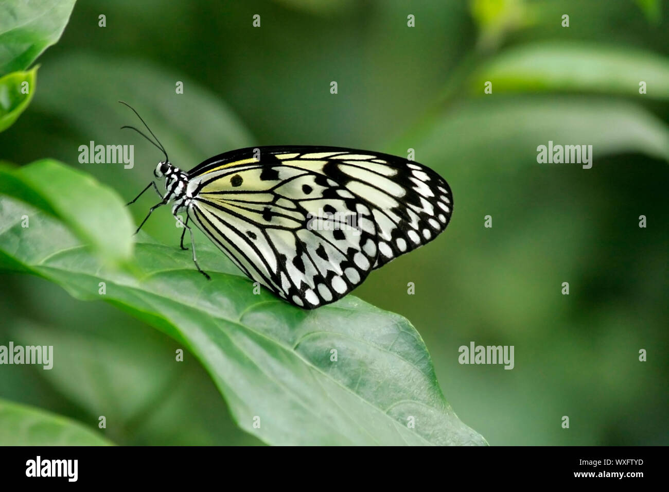 Beautiful Butterfly Composition Stock Photo - Alamy