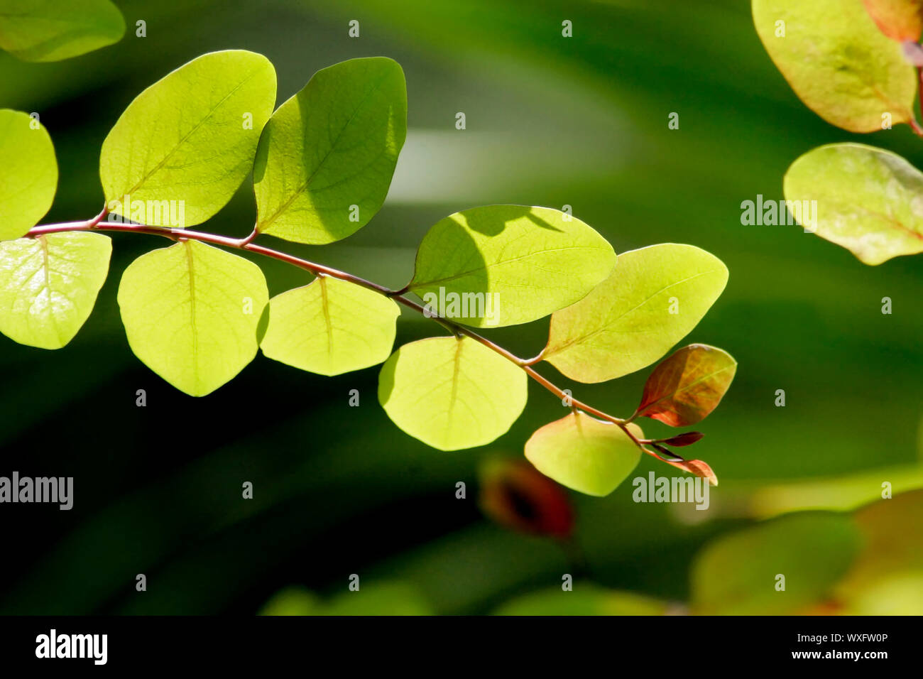 Branching leaves hi-res stock photography and images - Alamy