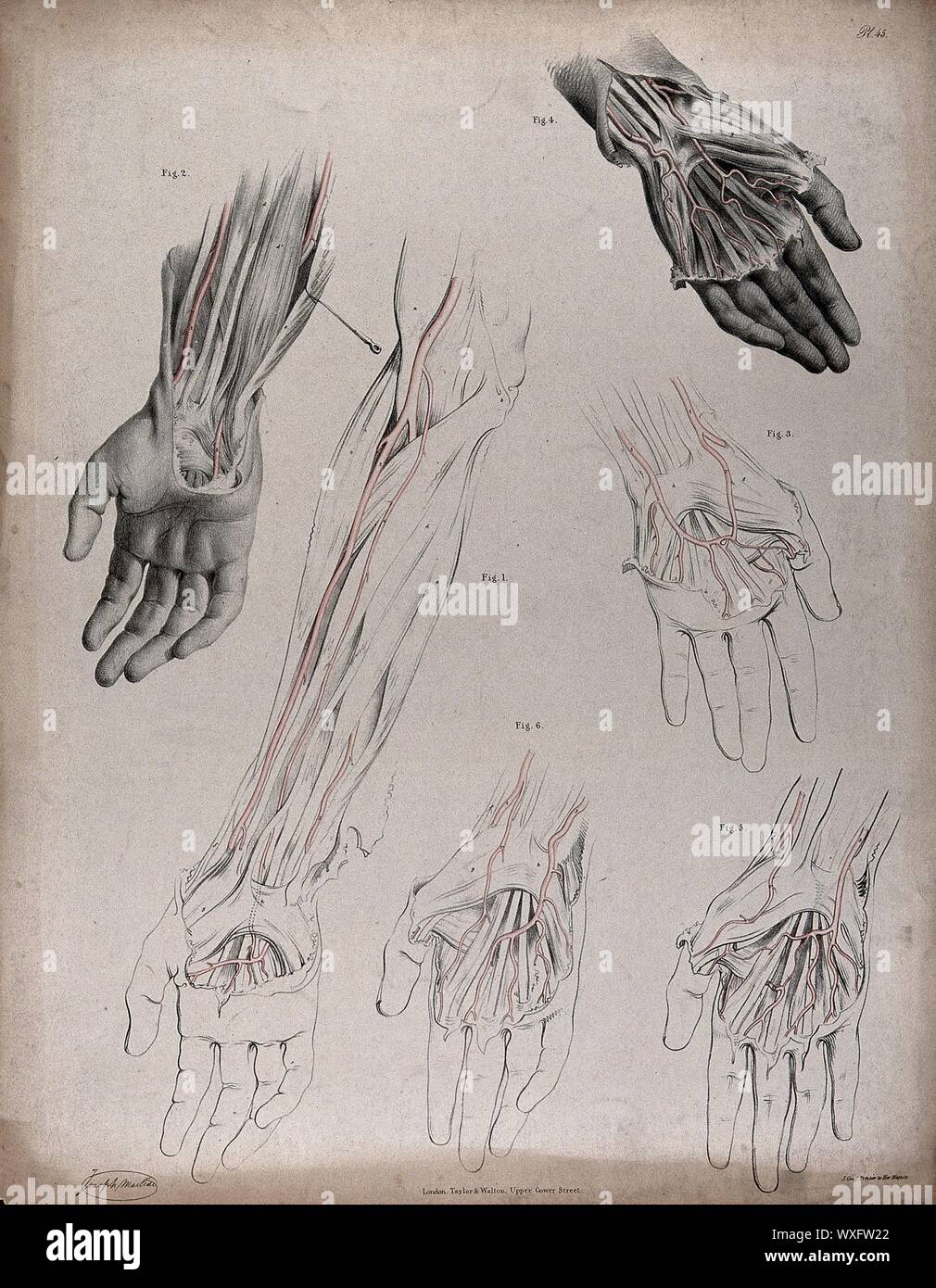 Lymphatic System Diagram High Resolution Stock Photography and Images ...