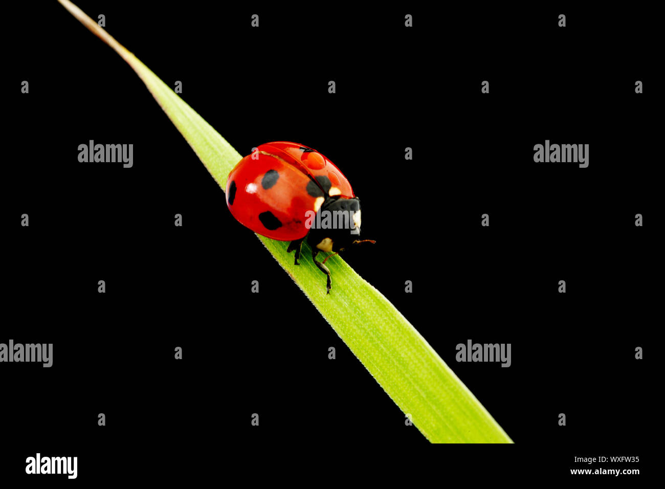 ladybug on grass Stock Photo - Alamy