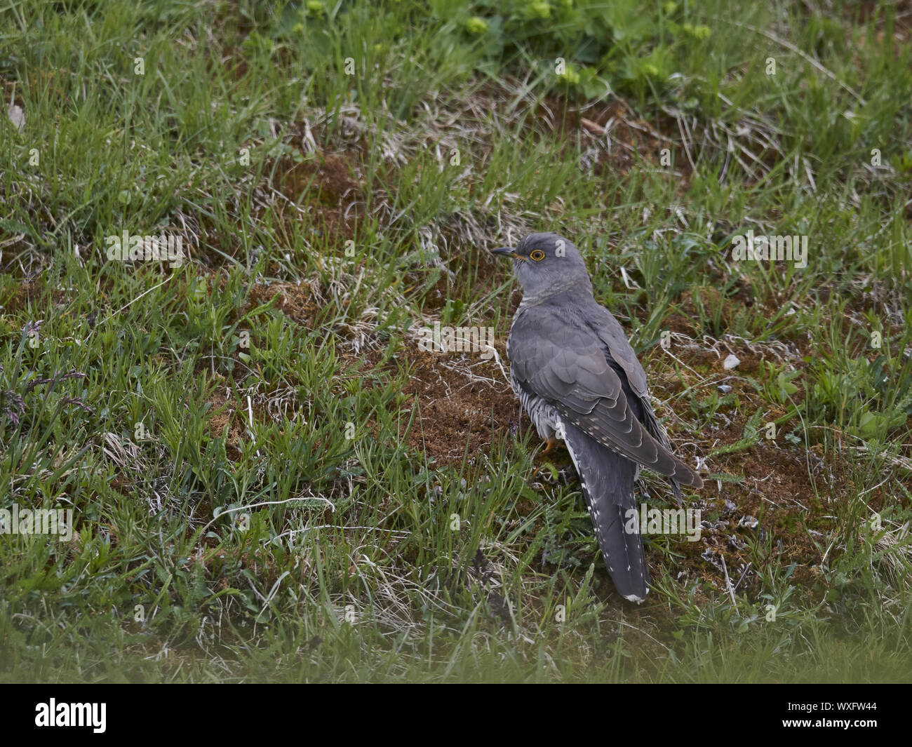 Eurasian Cuckoos High Resolution Stock Photography and Images - Alamy