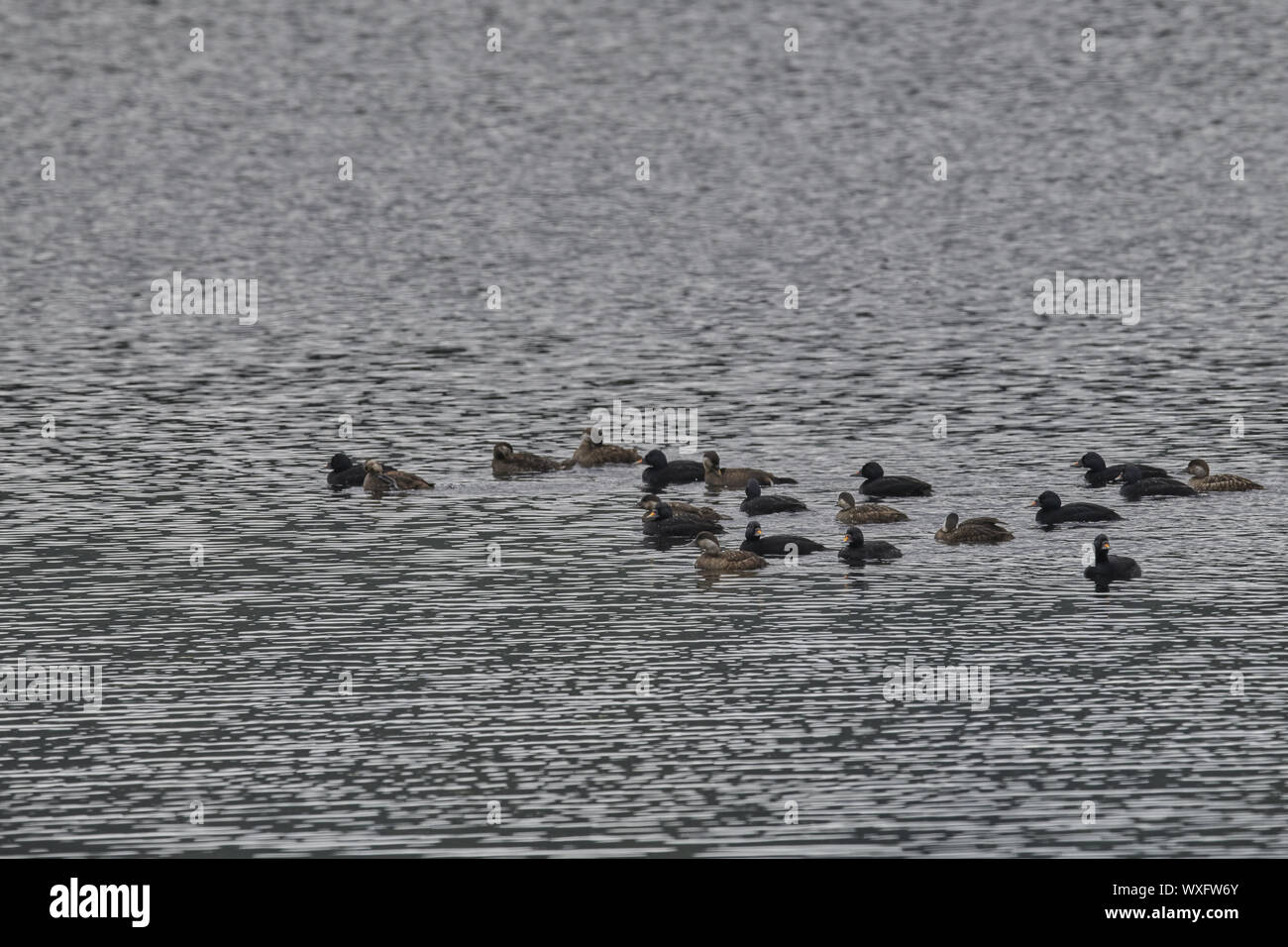 Common european ducks hi-res stock photography and images - Alamy