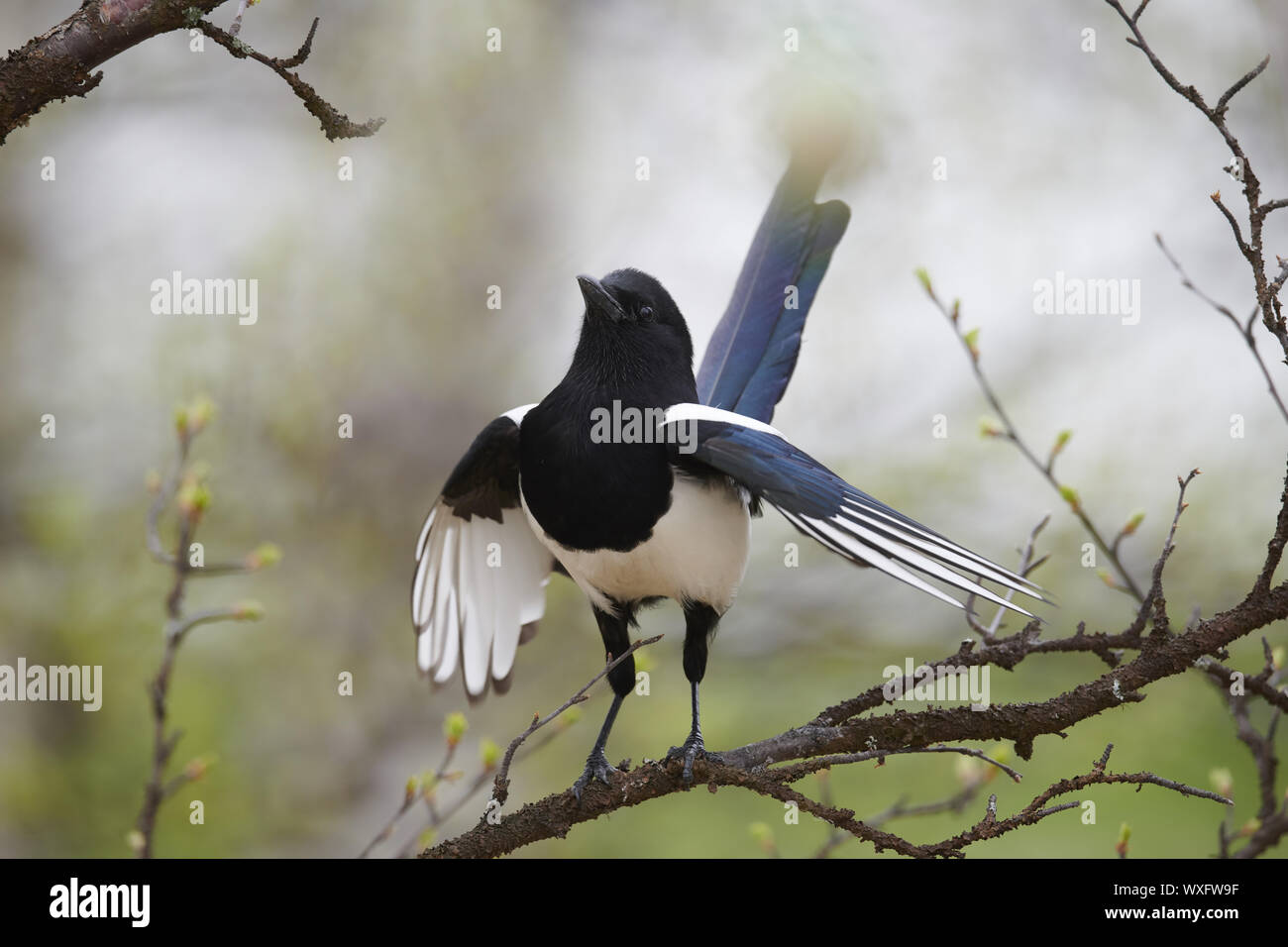 Images of wild animals hi-res stock photography and images - Alamy