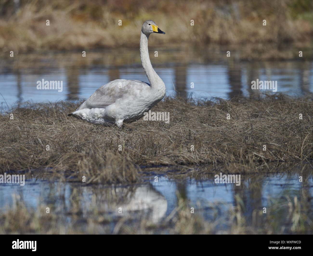 Flying whooper swan bird hi-res stock photography and images - Alamy