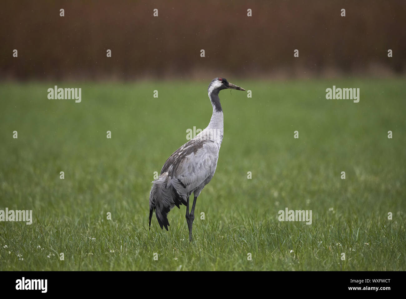 Common crane flying hi-res stock photography and images - Alamy