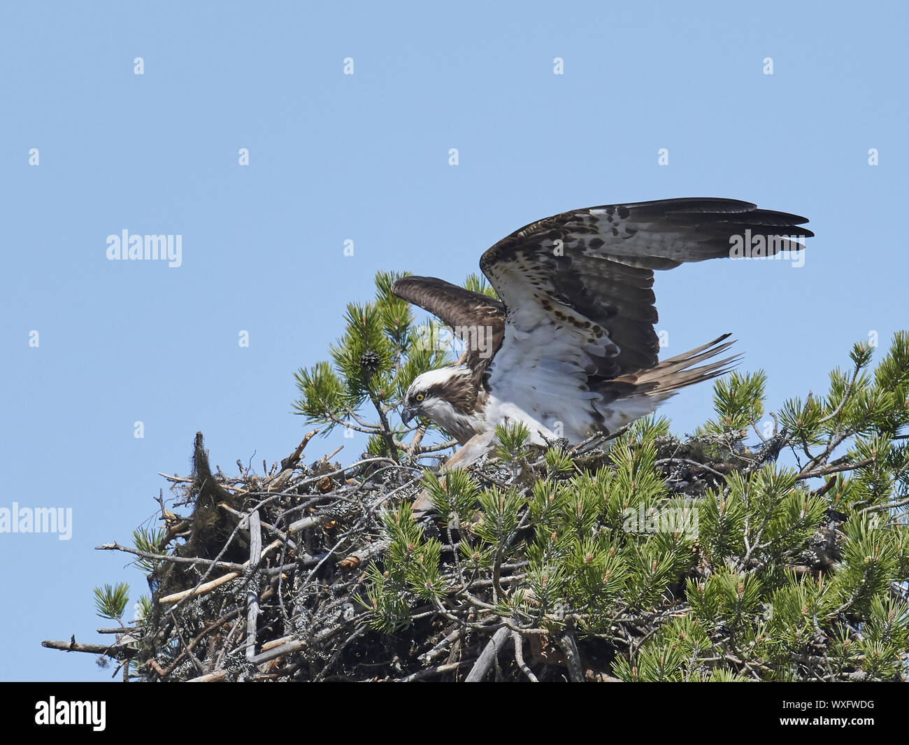Osprey north america hi-res stock photography and images - Alamy