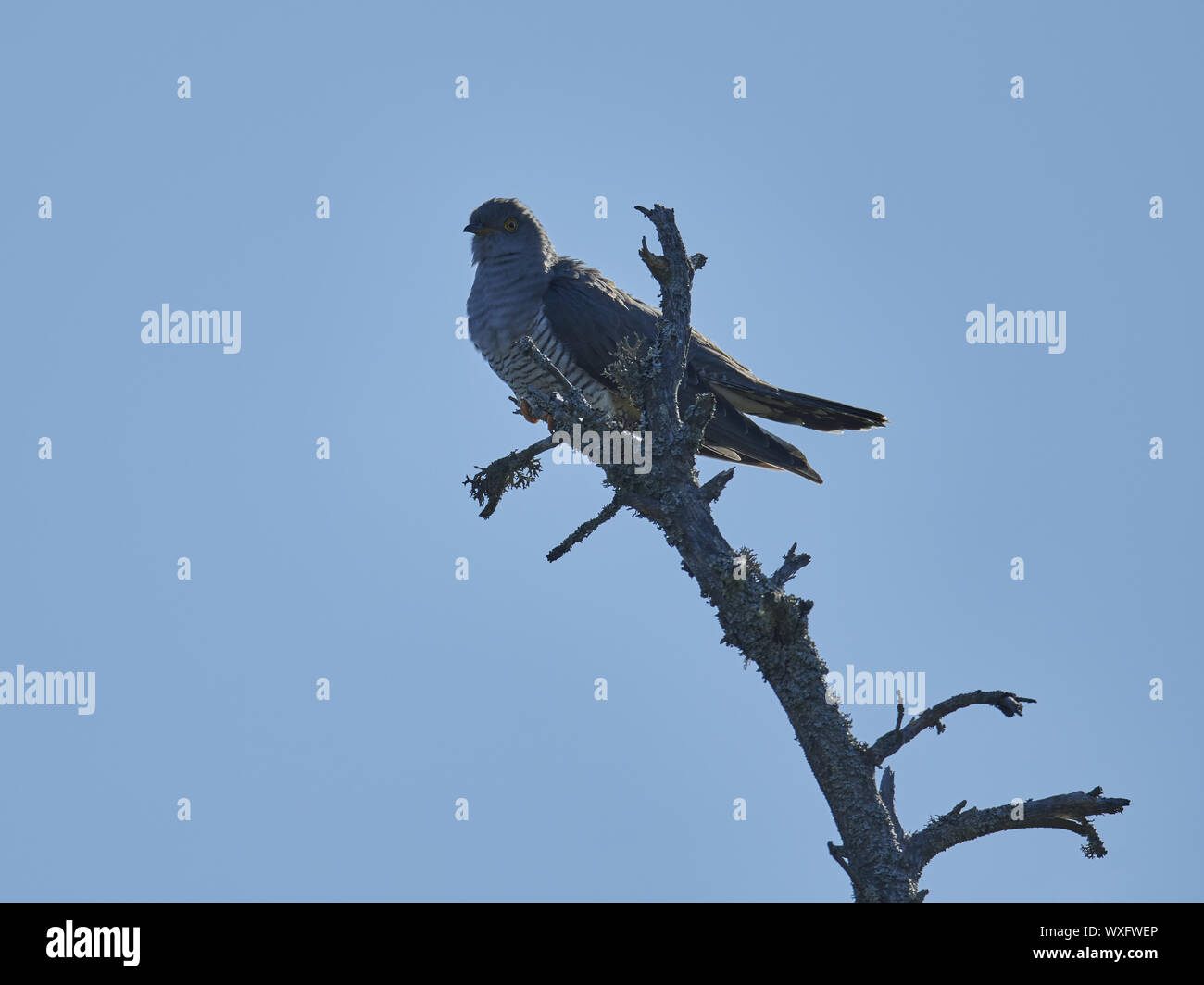 Cuckoo bird singing hi-res stock photography and images - Alamy