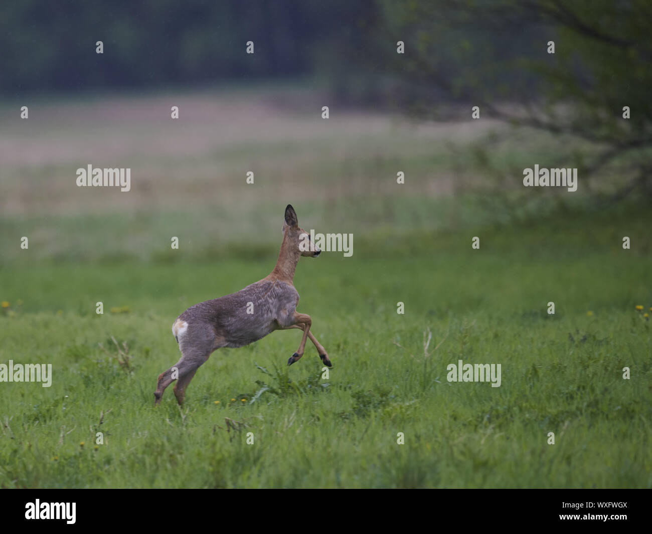 Mammal roe animal animals hi-res stock photography and images - Alamy