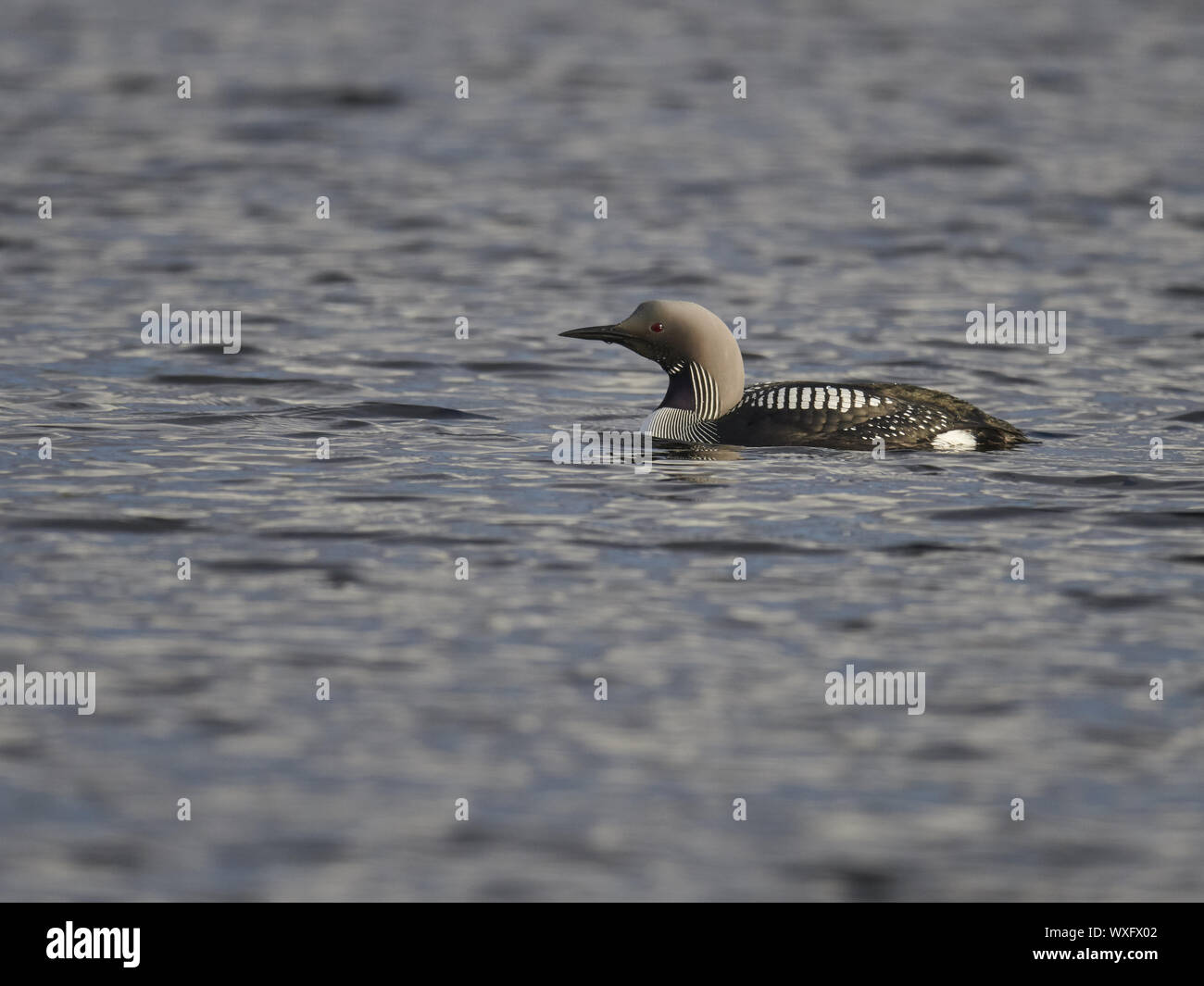 Sea loon hi-res stock photography and images - Alamy