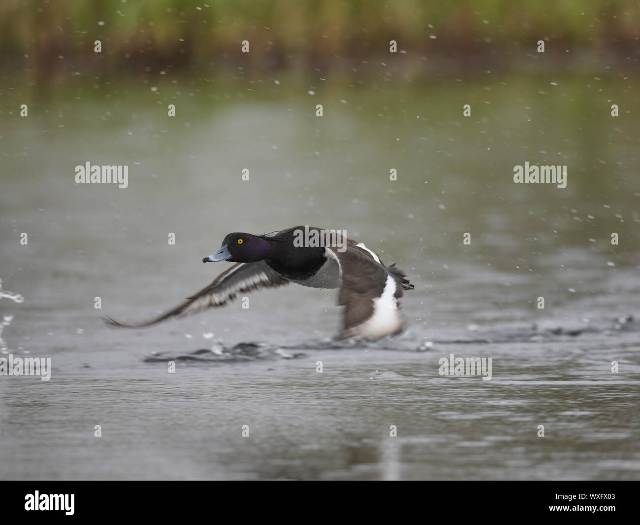 Duck life hi-res stock photography and images - Alamy