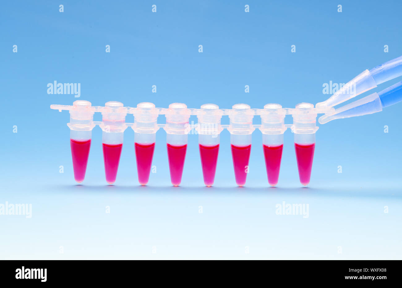 Microtubes with biological samples in criminalistic laboratory for DNA ...